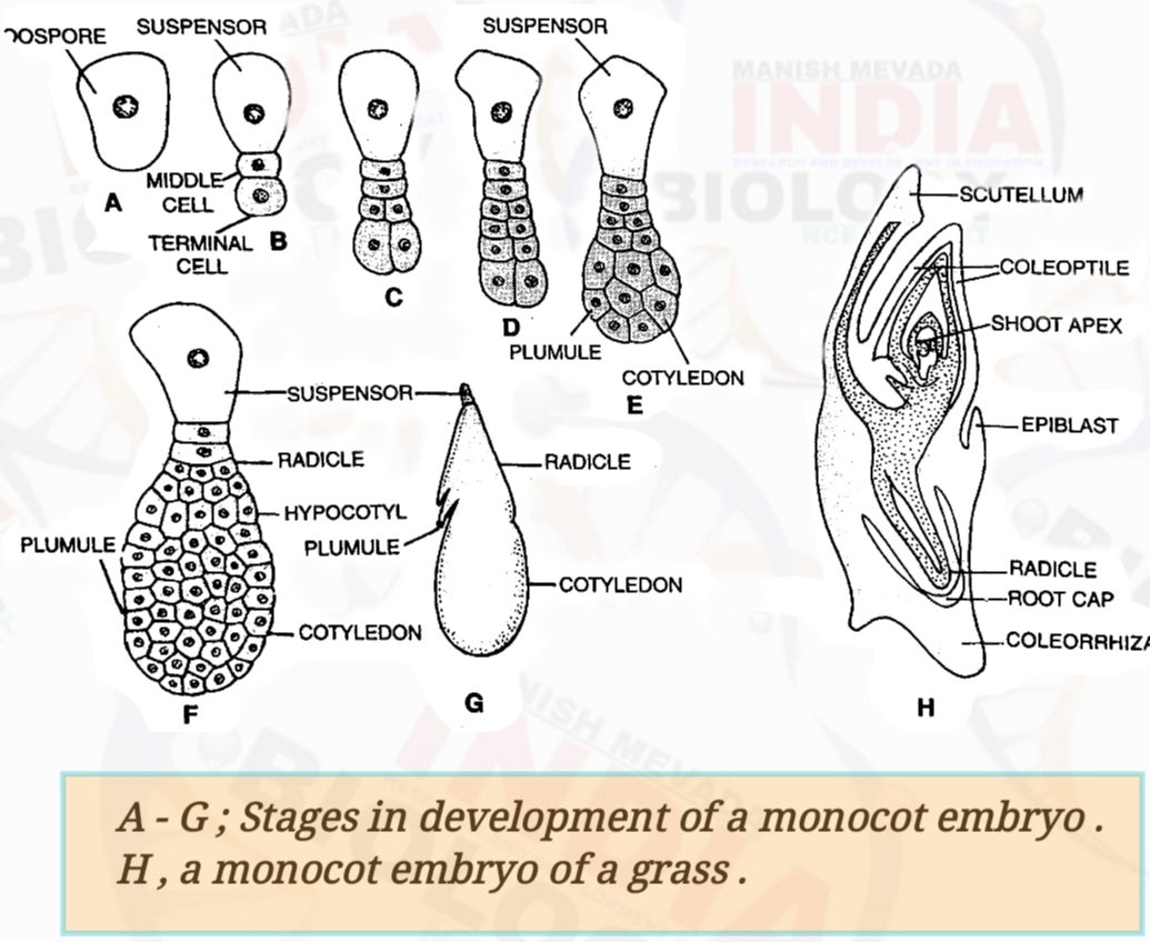 EMBRYO - STRUCTURE, TYPES & DEVELOPMENT