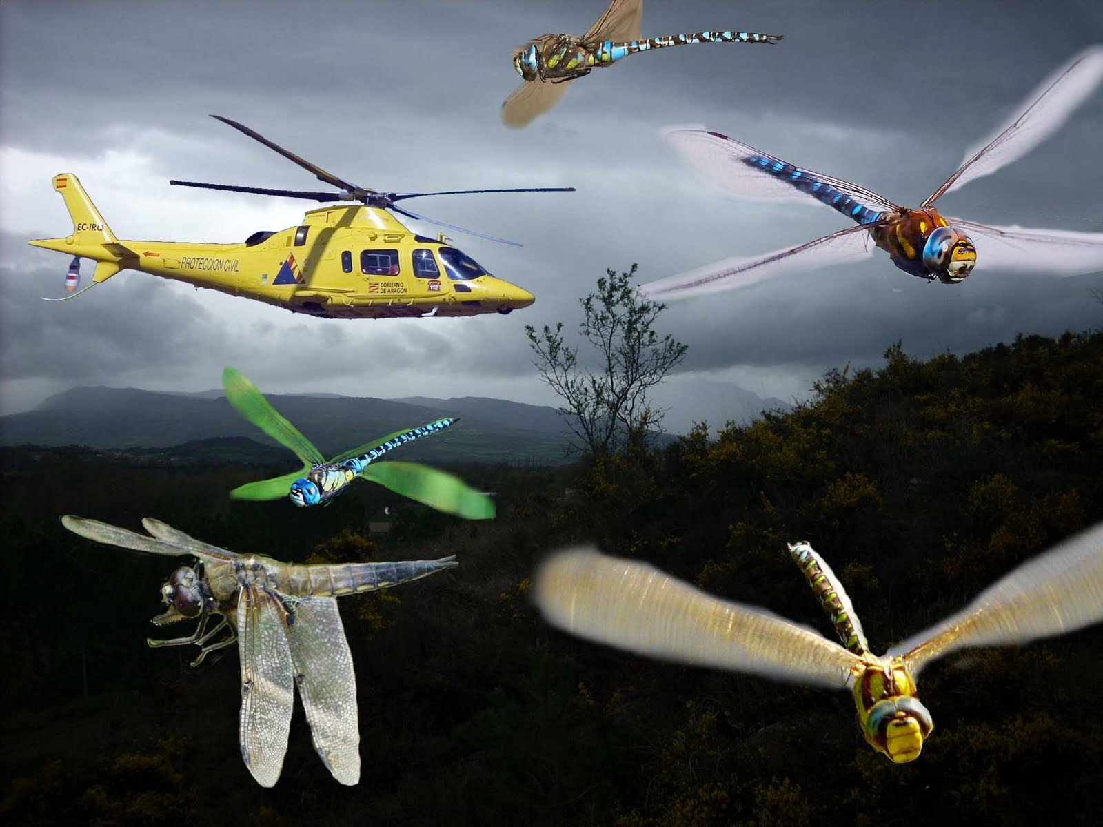 MUNDOS DIBUJADOS: 1.Intrusos en el mundo natural: el helicóptero