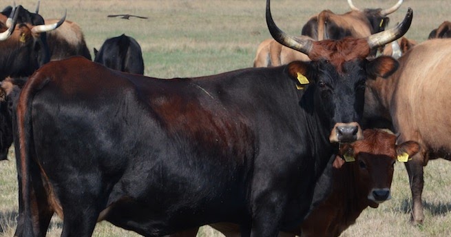 The Breeding-back Blog: Taurus cattle in Hungary