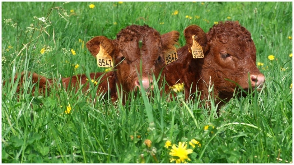Generalidades de la Ganadería Bovina.: Salers