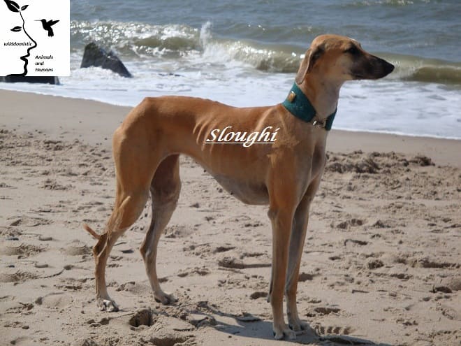 Characteristics of dogs and its adaptation to humans | The life and ...