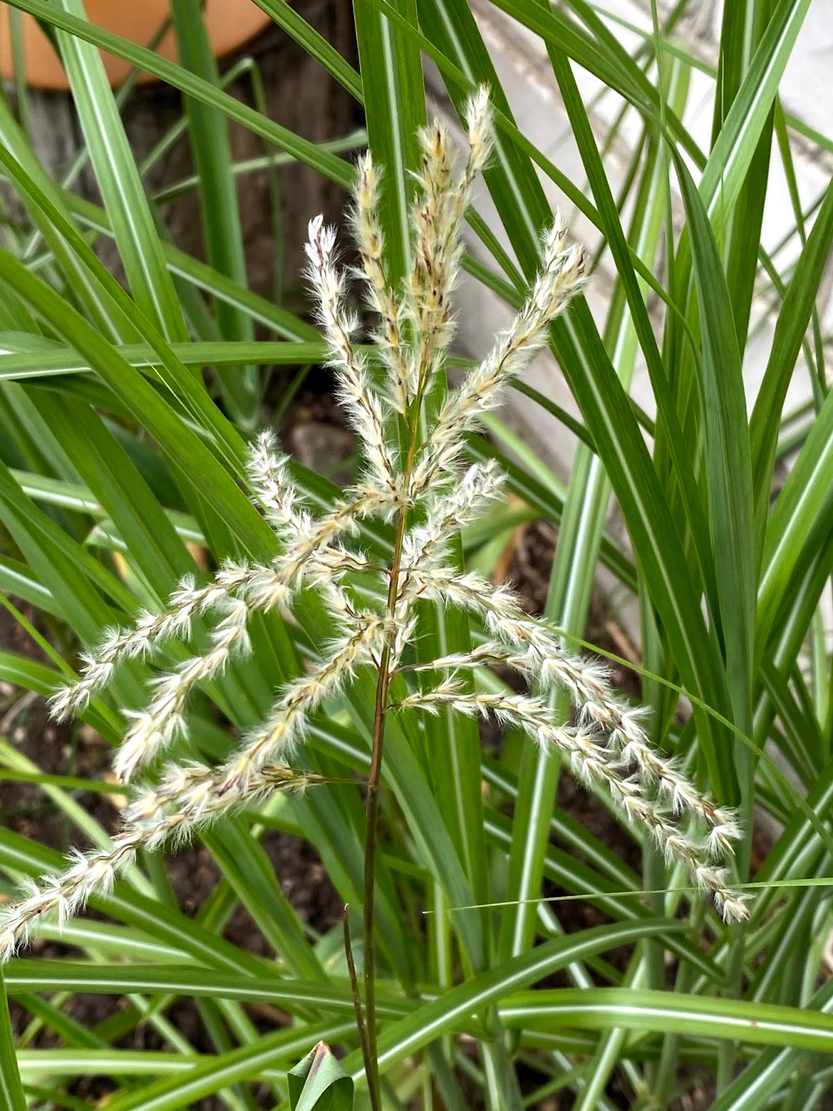 Miscanthus sinensis "Kaskade" (Miskantas 169)