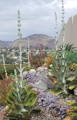The 2 Minute Gardener: Photo - Paddle Plant (Kalanchoe sp. 'Fantastic')