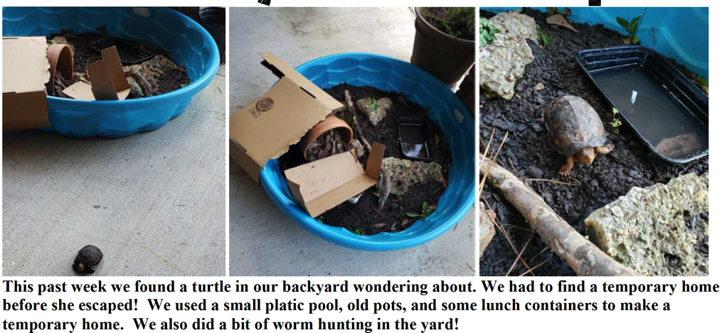How to Build a Turtle Habitat! - Learned Lessons Teaching Materials