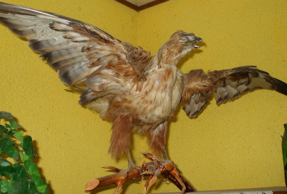 Decoratiuni casa si gradina: Impaiate (pasari, animale, pesti)
