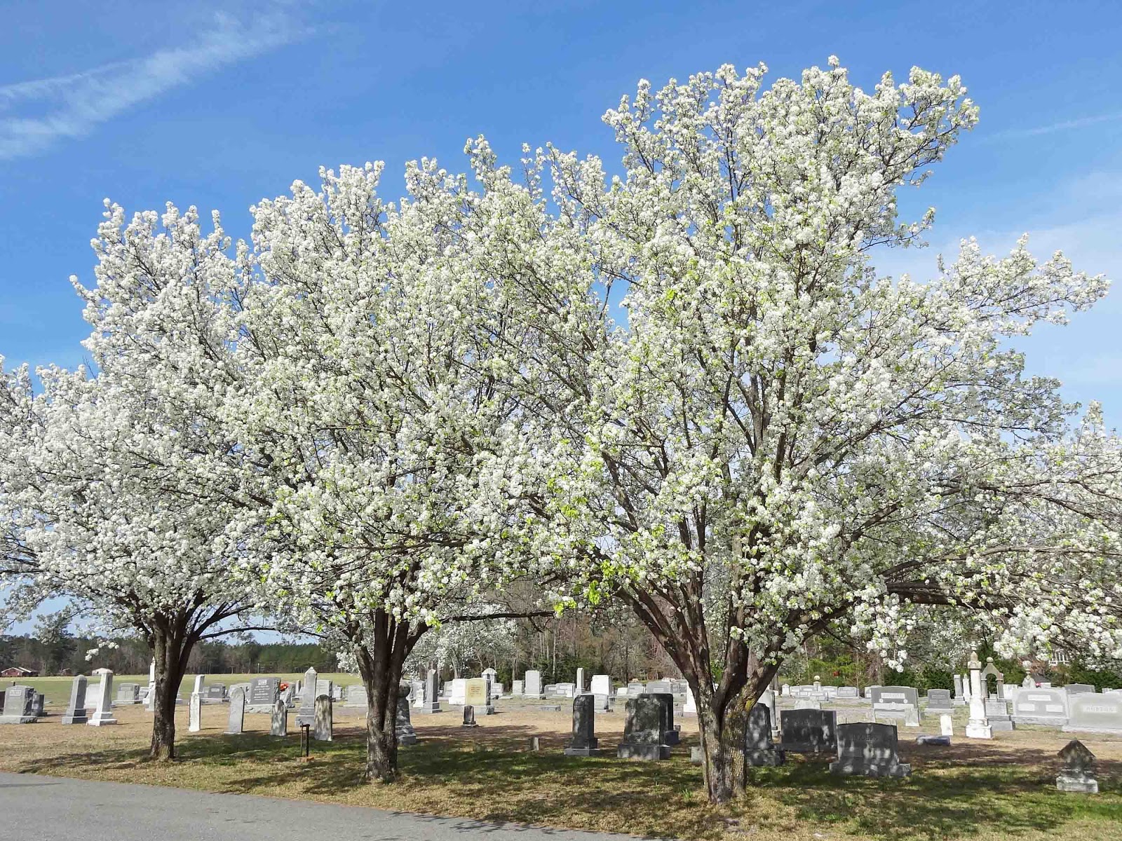 Geographically Yours Cemeteries: April 2013