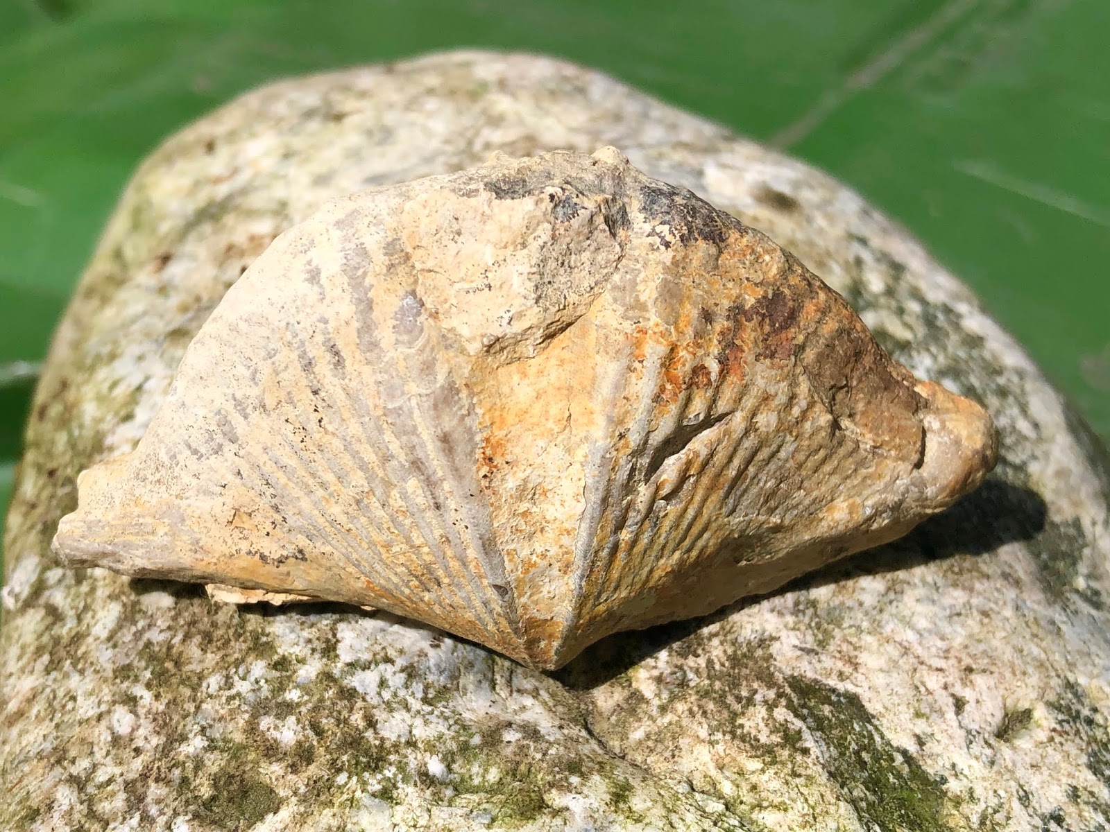 FOSSIL HUNTRESS: PLATRYACHELLA: DEVONIAN BRACHIOPOD