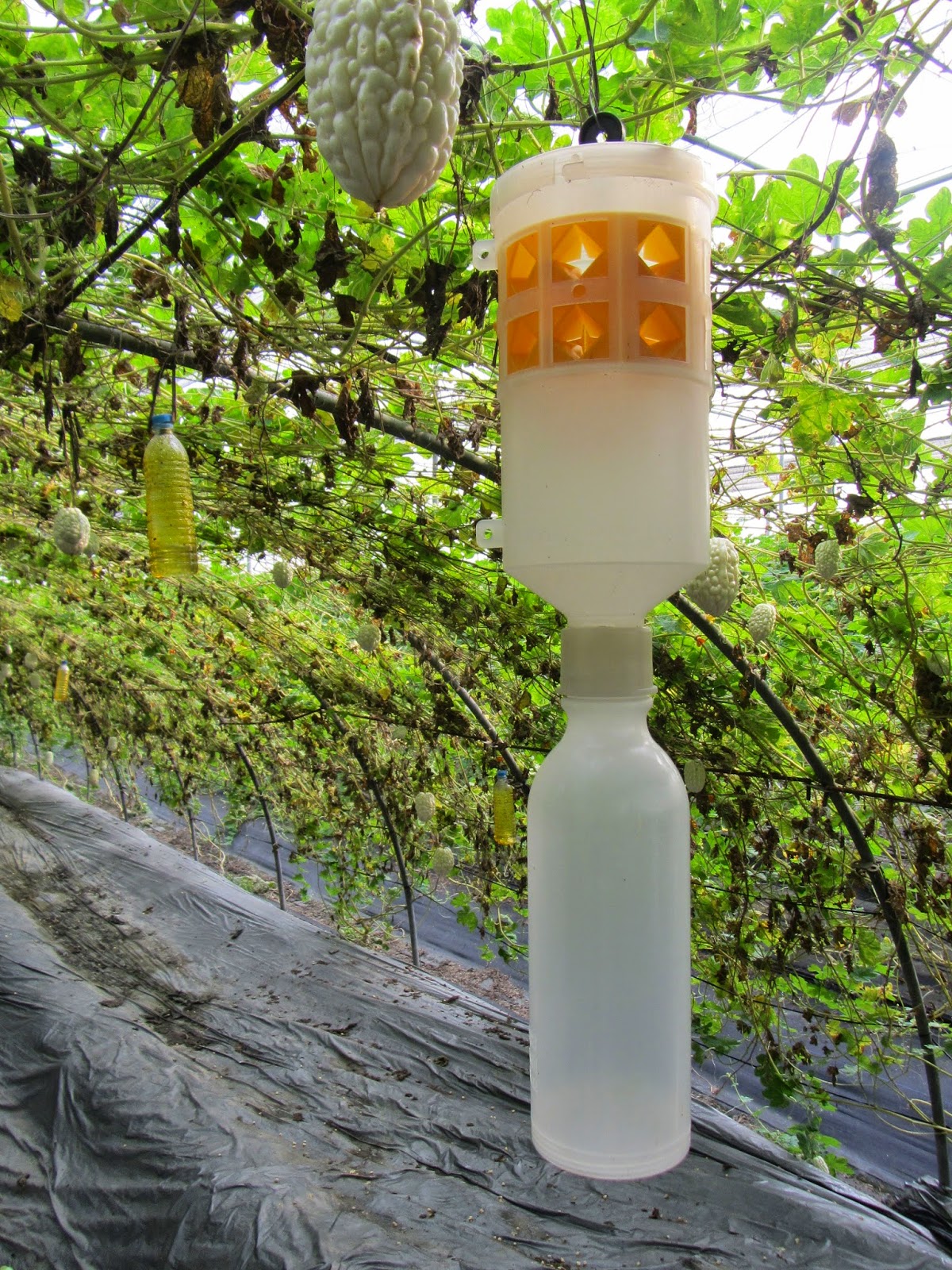 Estudiando Agricultura en Taiwán: Trampas para insectos