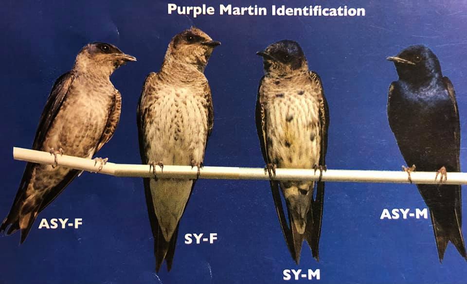 The Birds & The Bees