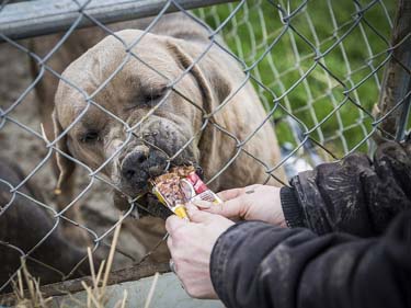 Four legged friends (and enemies): Indiana: Dead, live Beagles and Cane ...