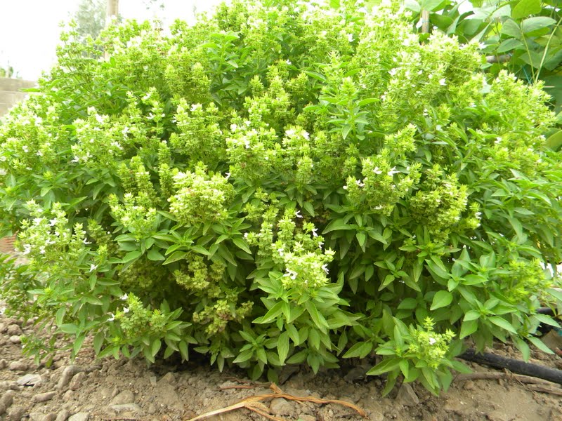 El Huerto de Tatay: Las ventajas de la albahaca