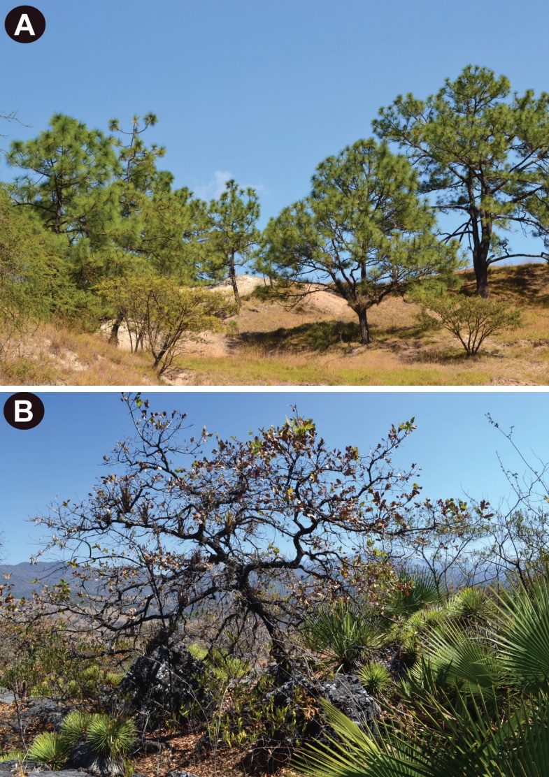 Species New to Science: [Botany • 2020] Tillandsia dichromantha ...