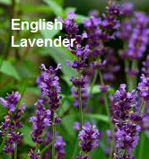 Anim Agro Technology: BUNGA LAVENDER - APA KISAHNYA