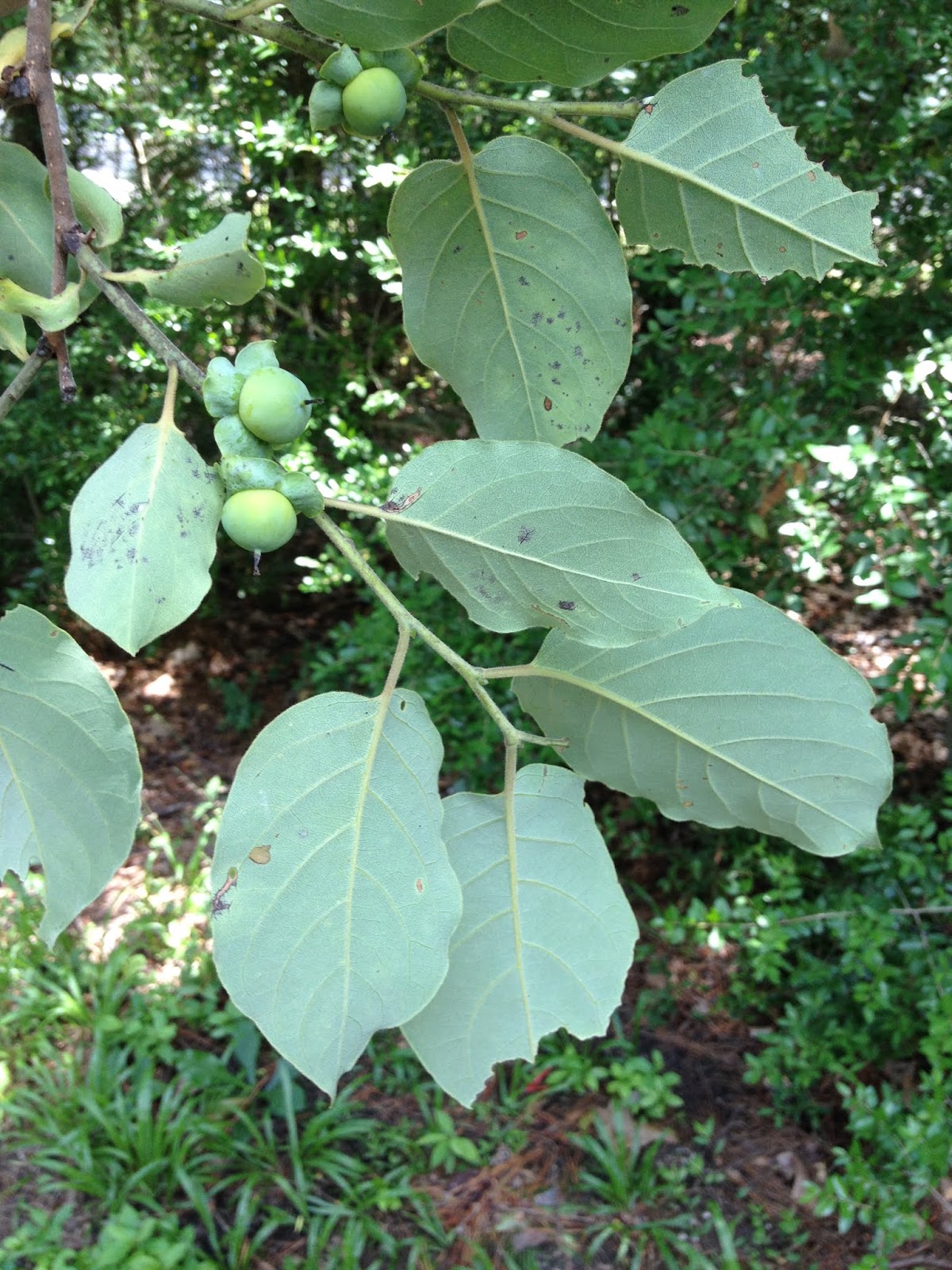 Foraging Texas: Persimmon - Virginian