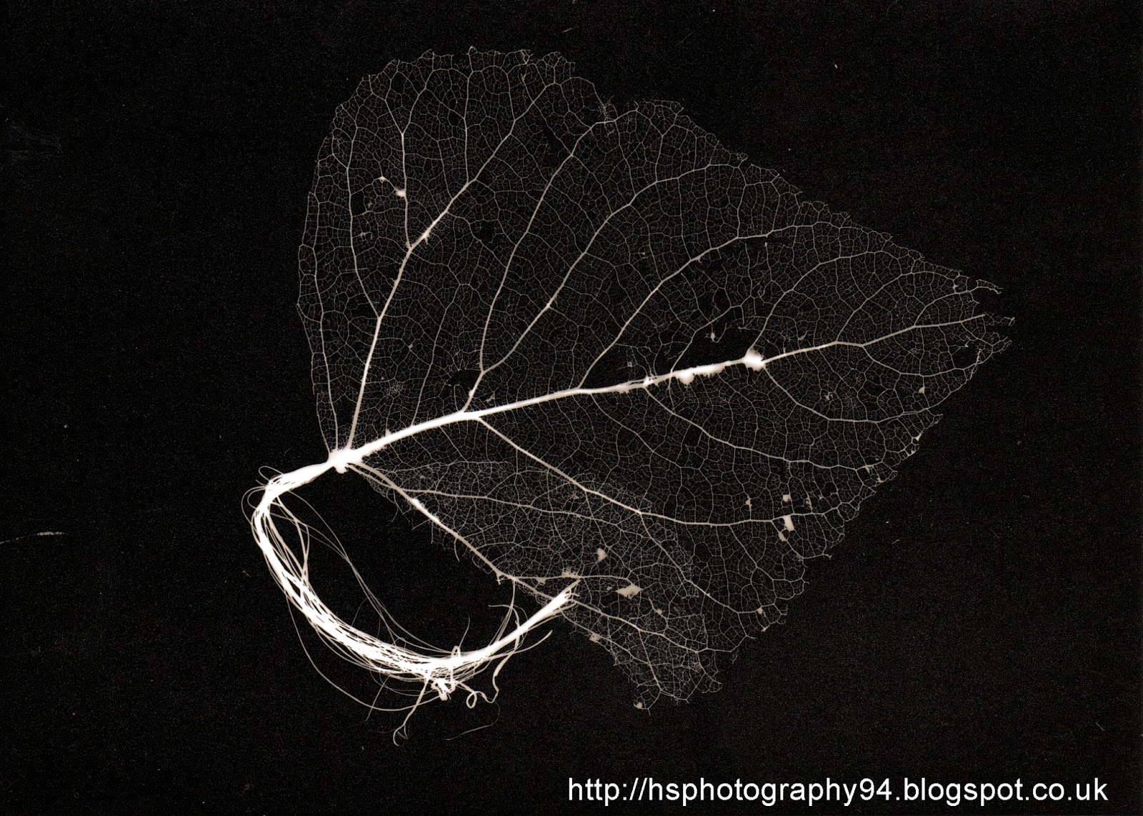 HSPhotography94: Photograms - The Photographers Eye