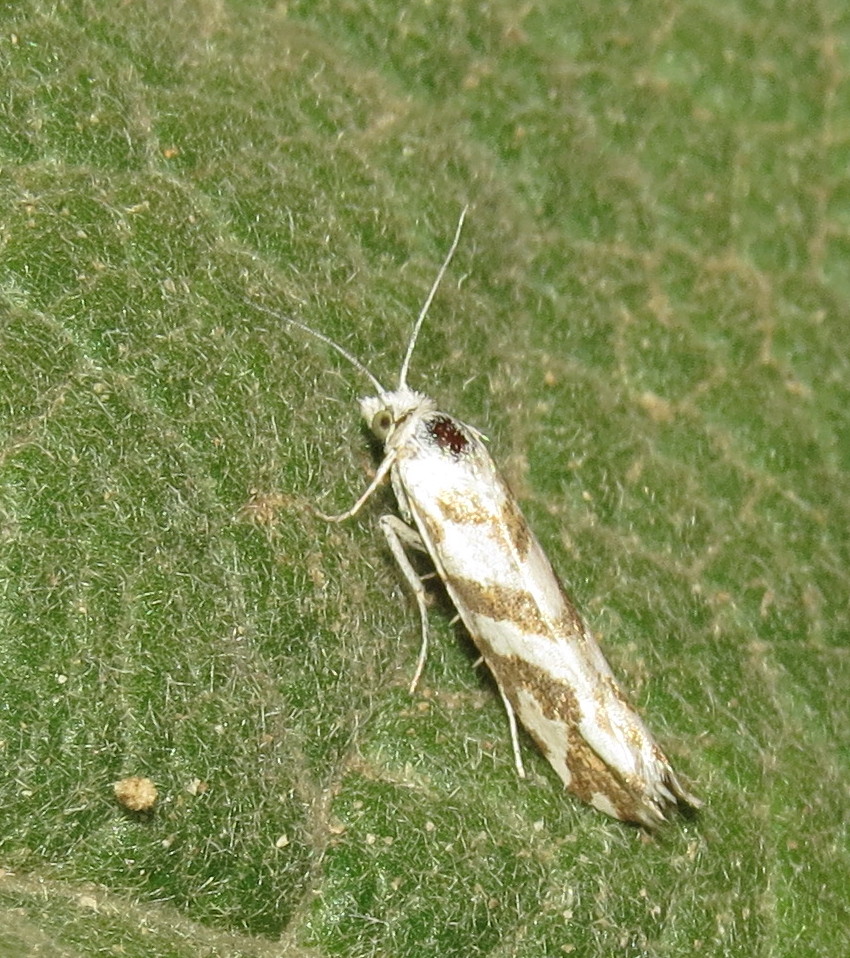 Bug Eric: New Mexico Night Bugs