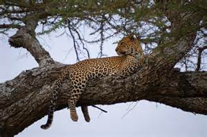 The Be-ber Bobber Blogger: Congo Critters: Leopard