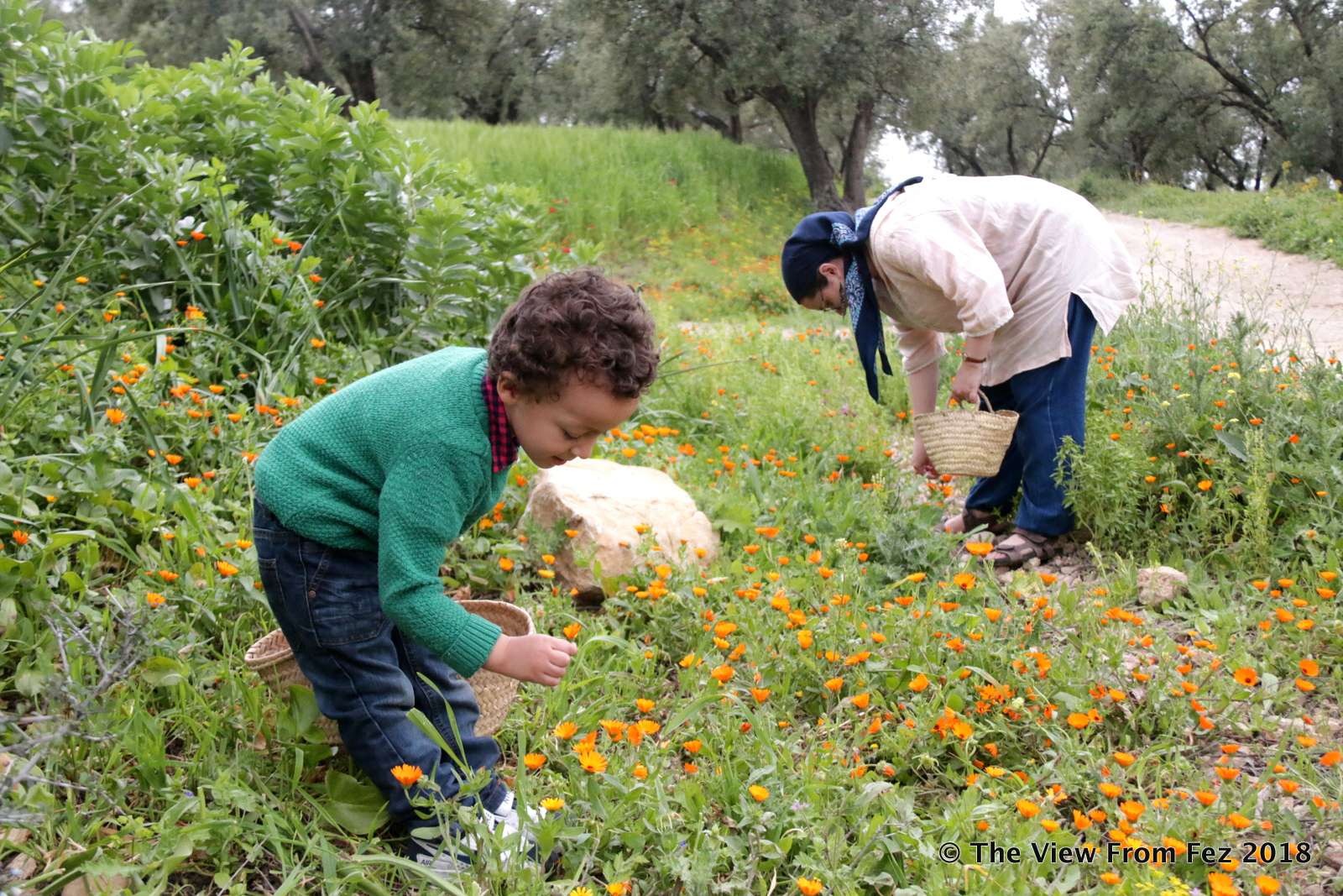 THE VIEW FROM FEZ: Spring in the Moroccan Countryside