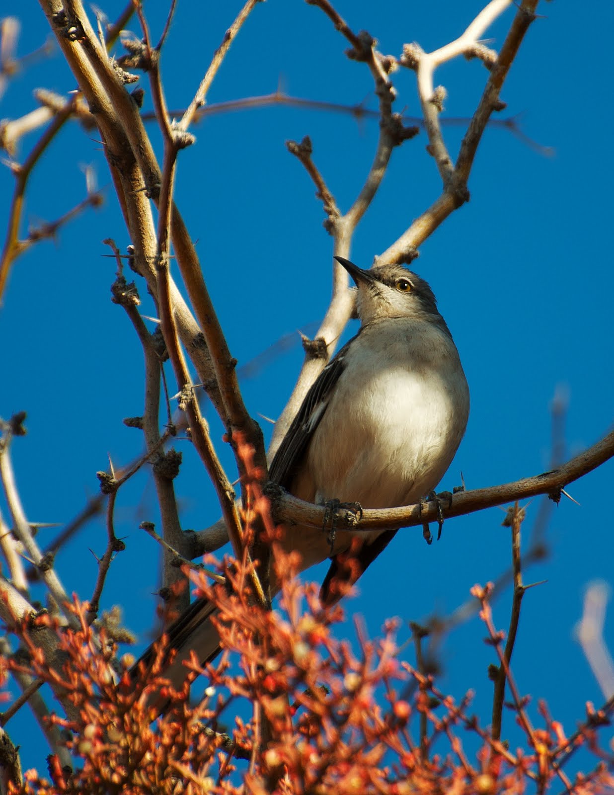 NW Bird Blog: Northern Mockingbird