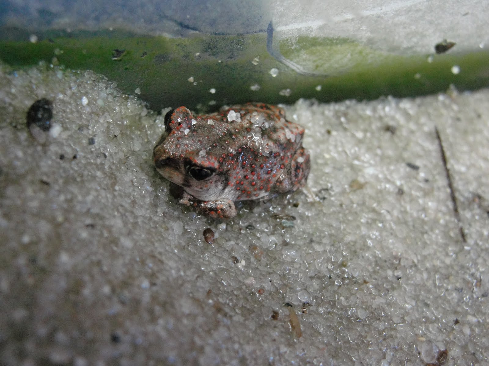 Cape Cod Art and Nature: Spadefoot toadlets!