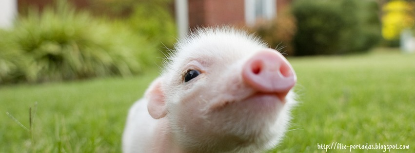 Cochinito tierno - Imagui