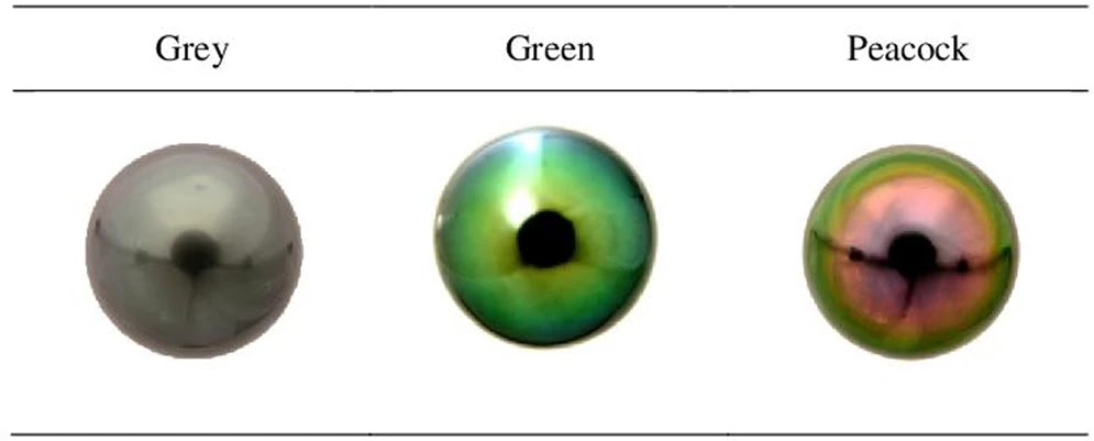 Hantu Laut: Begini Proses Kerang Mutiara Membentuk Butiran Mutiara