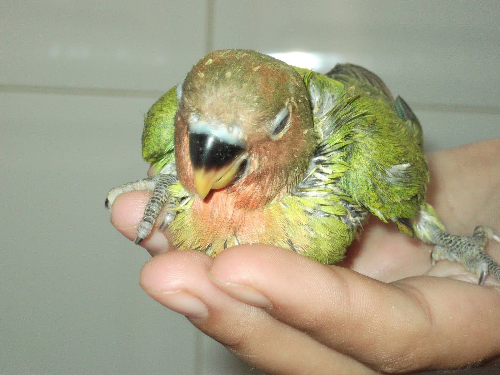 o cantinho dos bicos curvos (agapornis criados à mão): Roseicollis,Personatas,Fishers,Nigrenis e ...