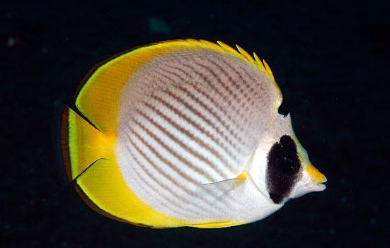 D' Ocean Aquarium: Ikan Kepe kepe (Butterfly Fish)