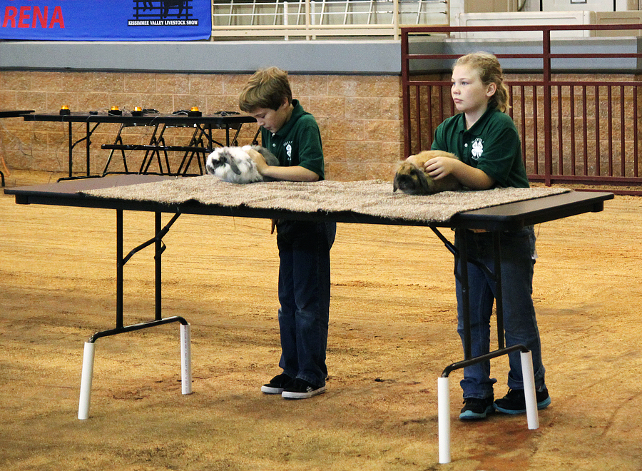 the hurricane ranch: 4-H : a year with rabbits