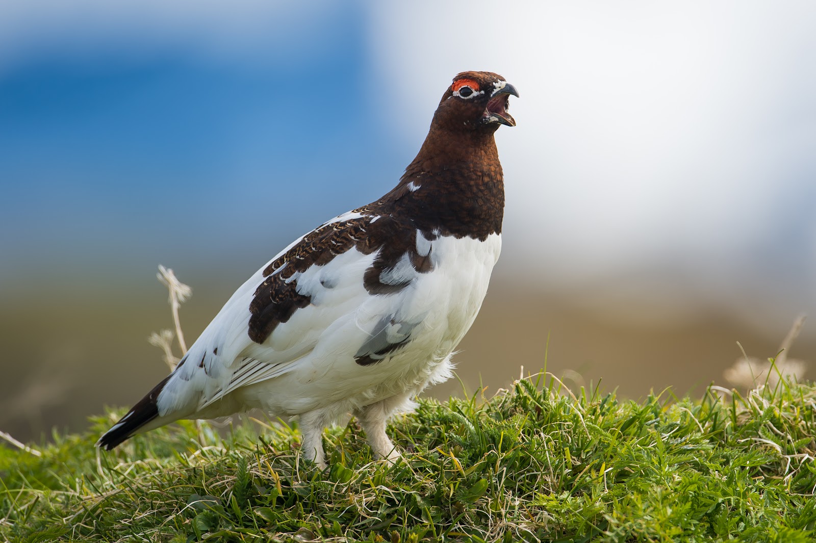 Roger Brendhagen: Ryper