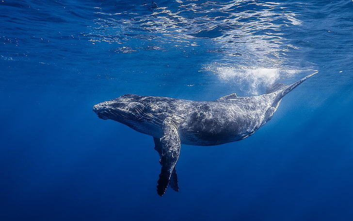 Marine Mammal Whale