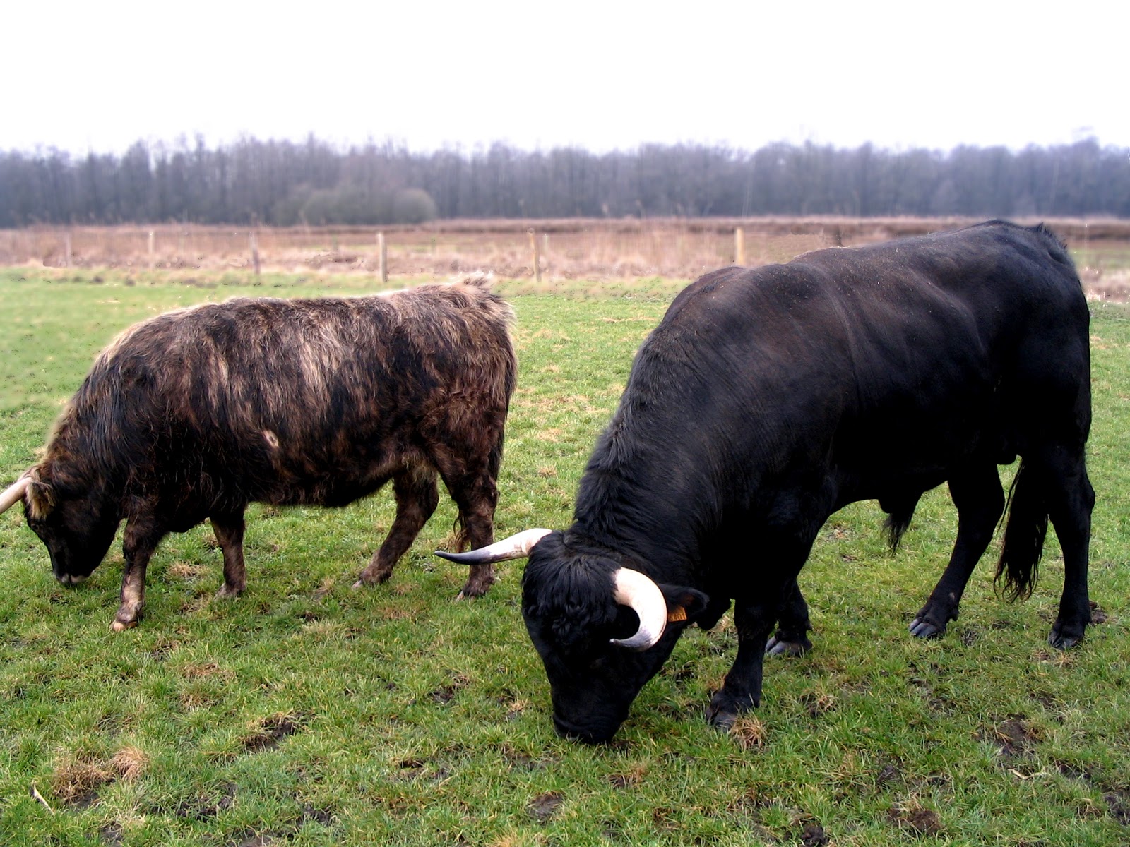 Weert en natuur: Sayaguese koe