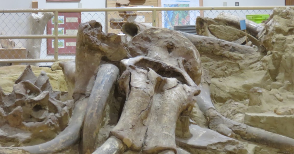 The ShoreXplorers: Seeing a Real Mammoth Dig – The Mammoth Site, Hot ...