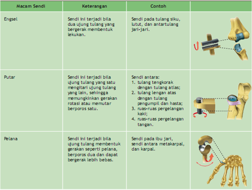 everything you need: Sendi Dan Letakanya Pada Tubuh Manusia