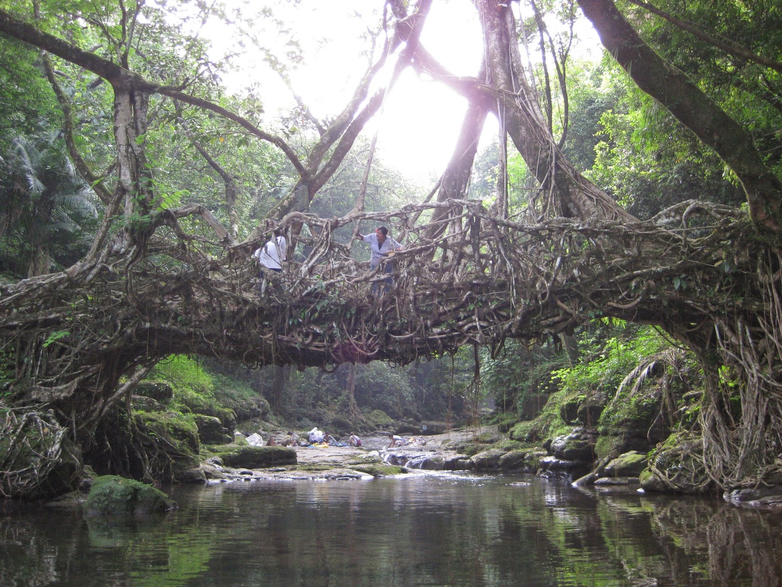 Trippy Places: Bridge to Middle Earth - Cherrapunji Root Bridges
