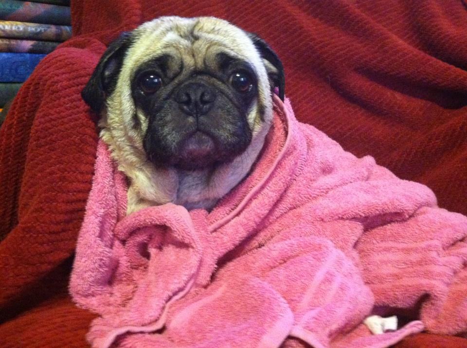 RevampShebang: Easy Fix: How To Get Rid Of Frito Pug Stinky Smell