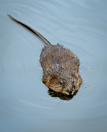 Angry Muskrat
