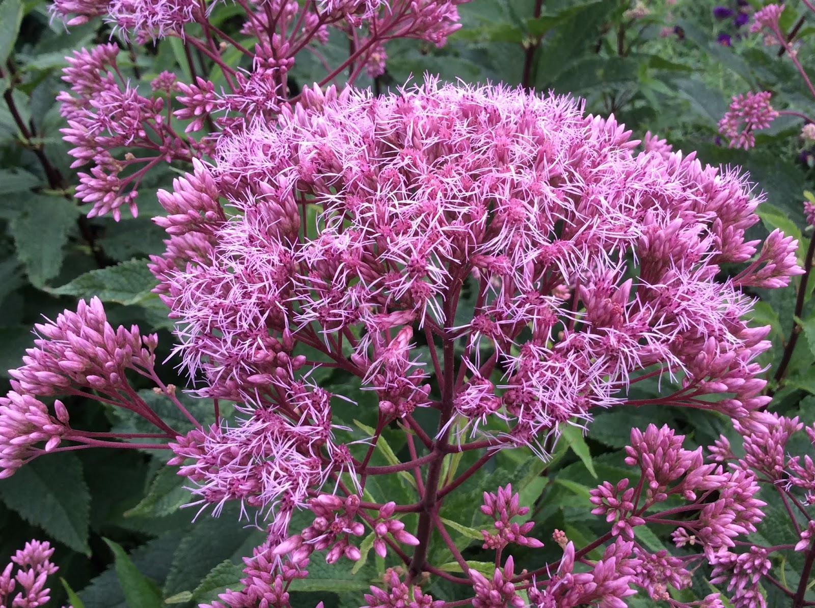 Eupatorium, een feest voor vlinders en bijen