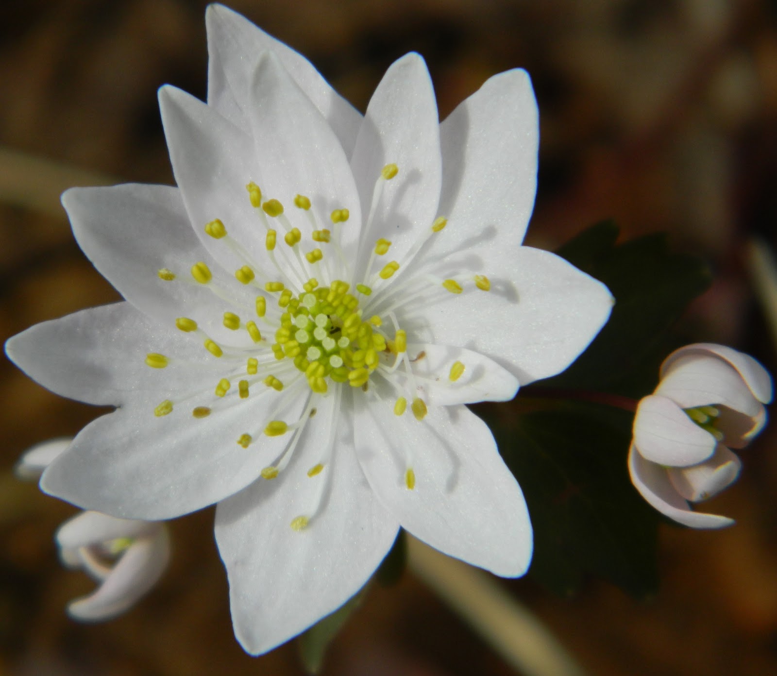 Lise's Log Cabin Life: Delights of Early Spring