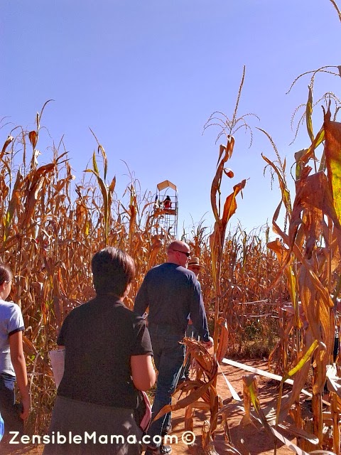 Zensible Mama: Fall Family Fun: Amazing Maize Maze at Rural Hill