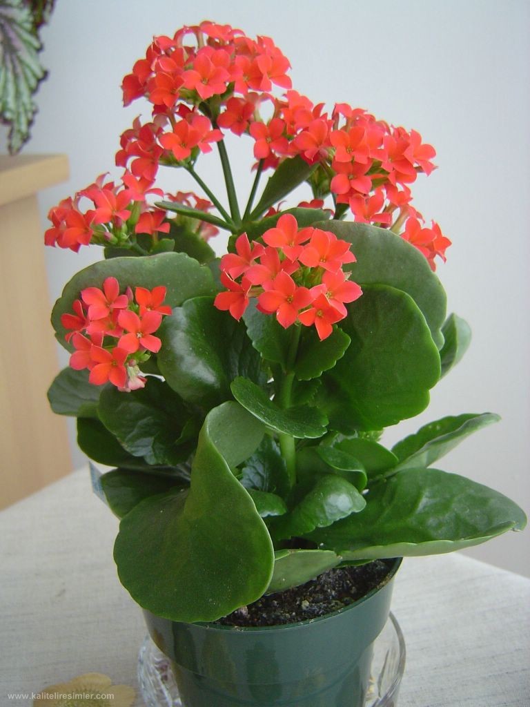 Tarım Siteniz: Kalanşo (Kalanchoe)