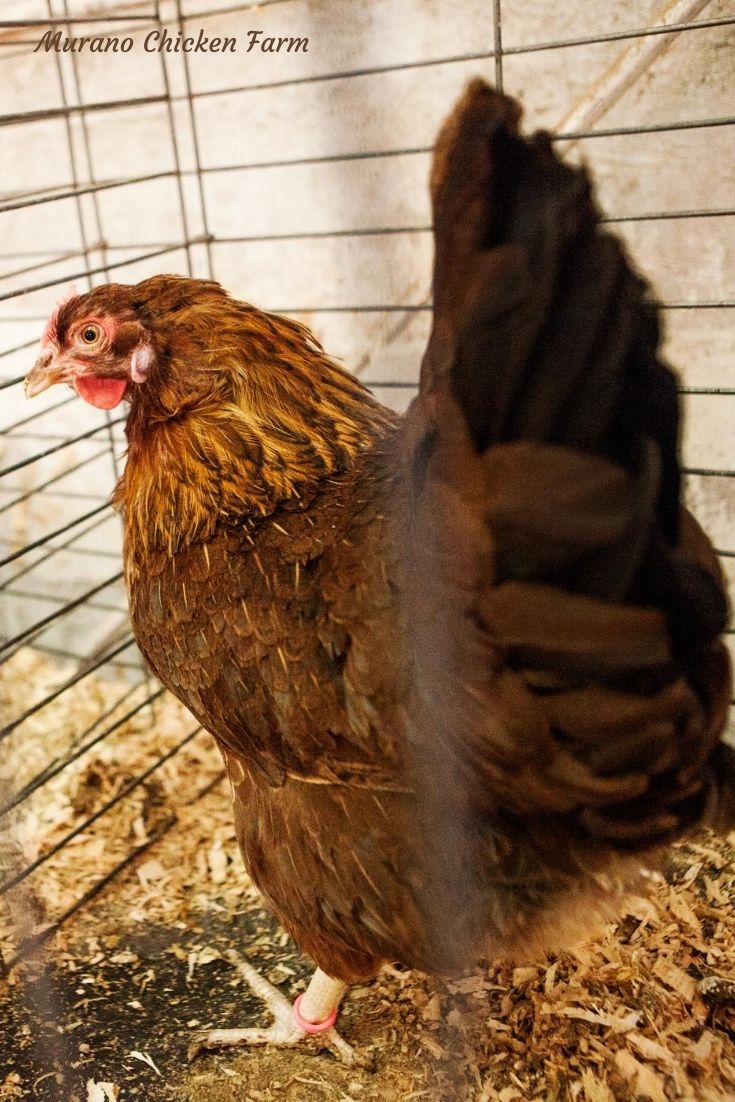 How to quarantine new chickens - Murano Chicken Farm