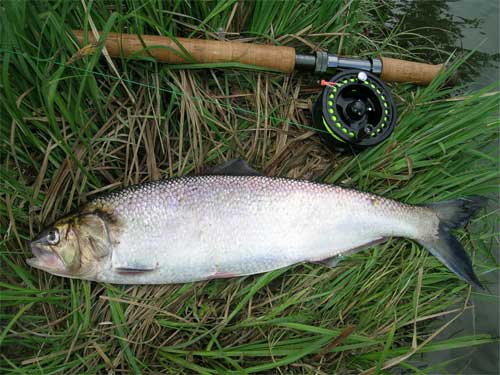 invitaminerva45: SÁVEL, SÁVEIS...