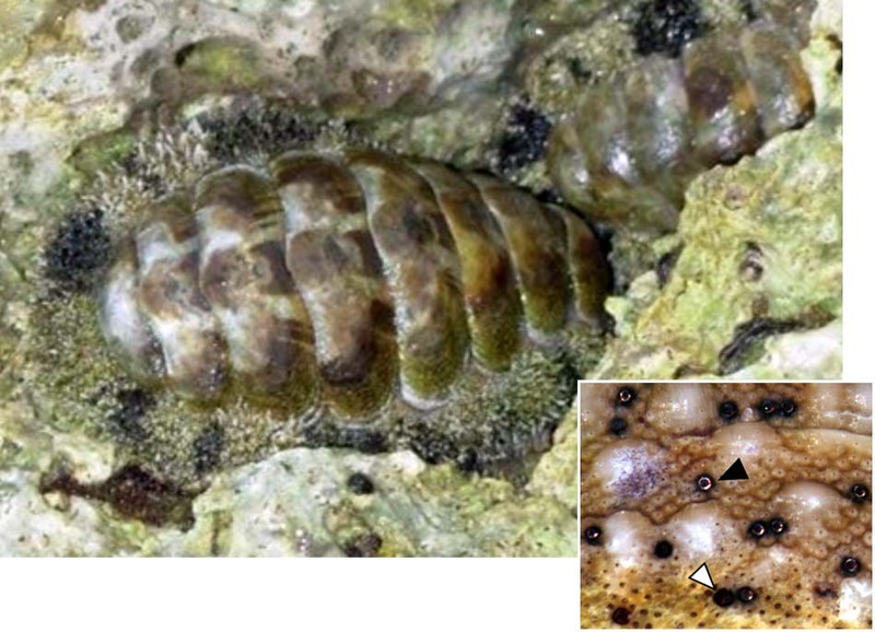 And I Think to Myself...What A Wonderful World.: Creature Feature: Chitons.