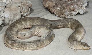 Ular Asli Indonesia: Hydrophiidae