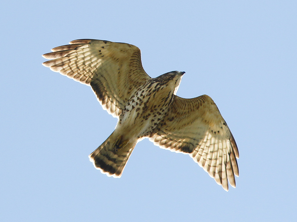 STOKES BIRDING BLOG: Broad-winged Hawk mega migration in New England!