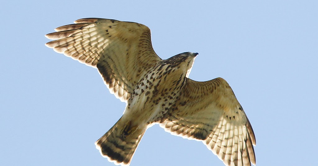 STOKES BIRDING BLOG: Broad-winged Hawk mega migration in New England!
