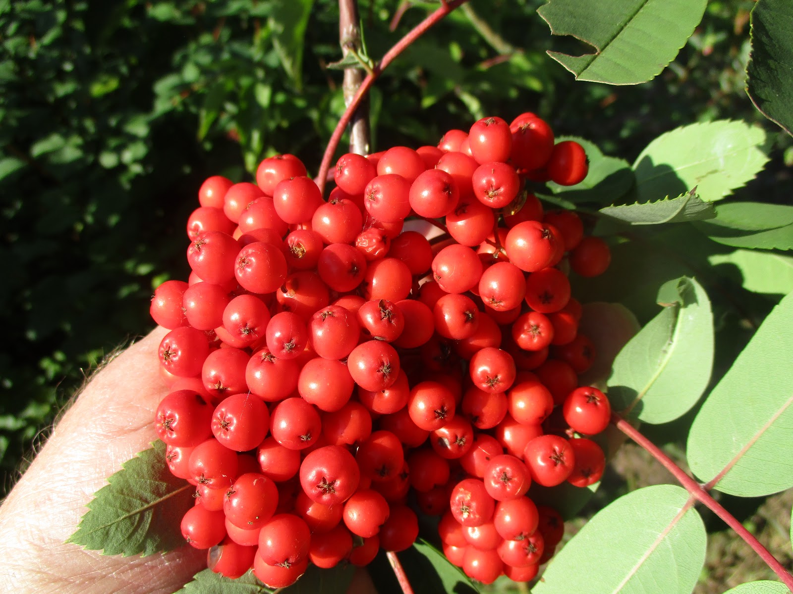 Art's Bayfield Almanac: MOUNTAIN ASH FRUIT