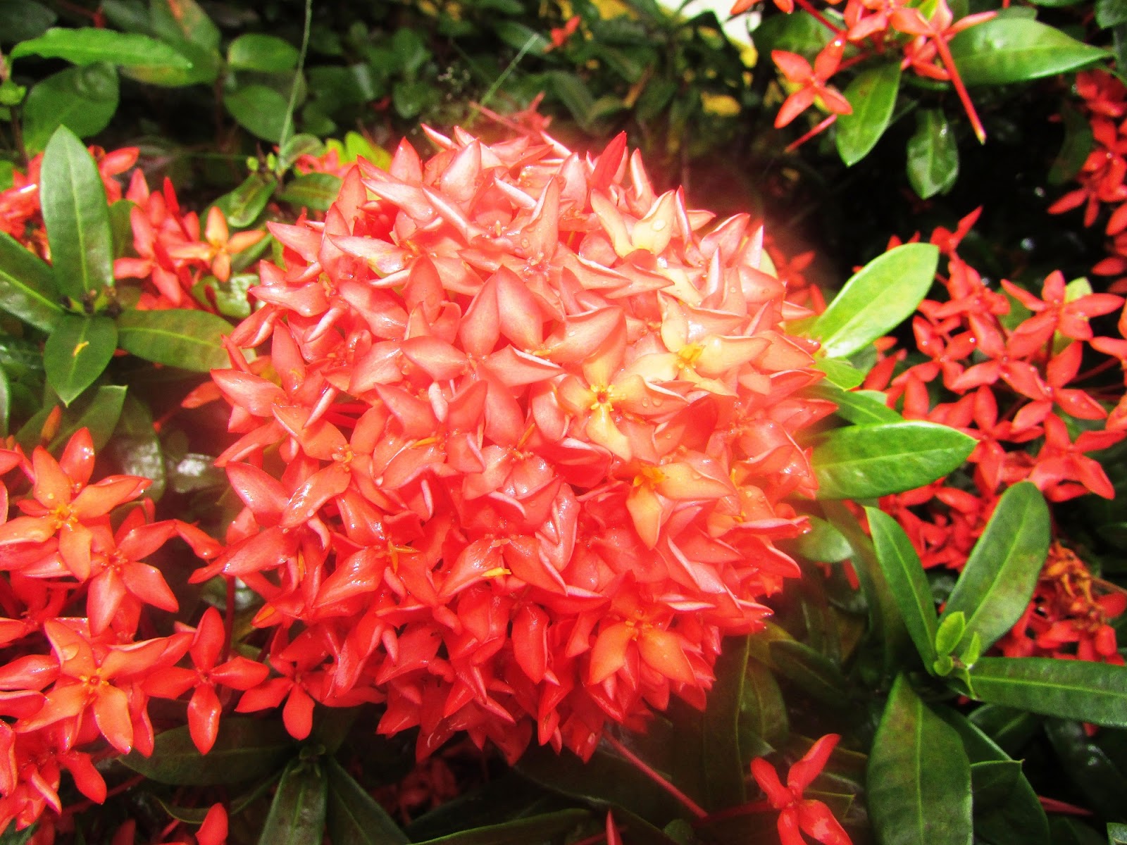 Paling Keren 24+ Gambar Bunga Asoka Merah - Gambar Bunga Indah