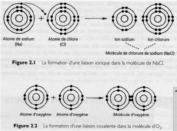 Les molécules et les liaisons chimiques | Cours Medecine